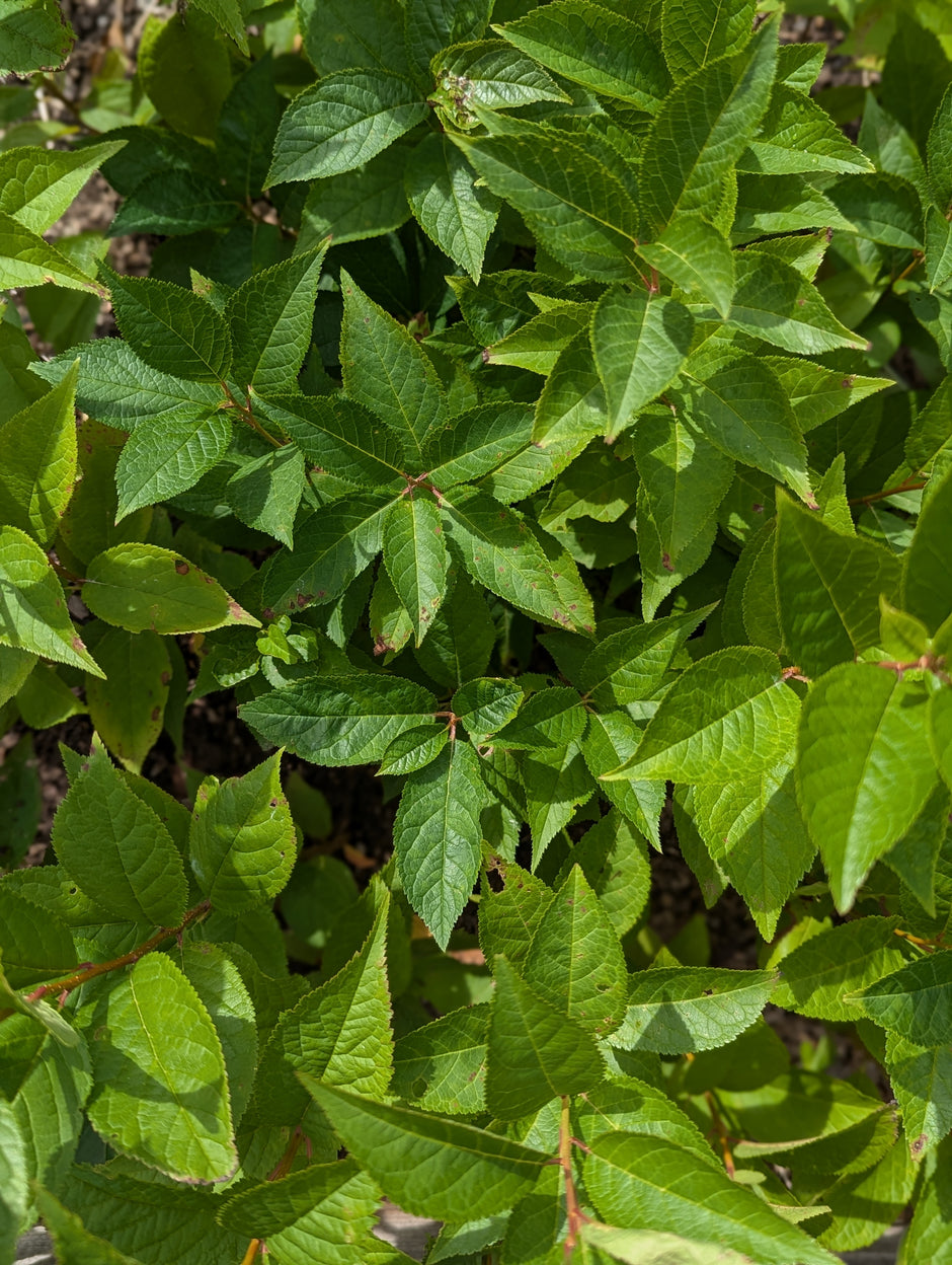 Fruit and Nut Trees For Sale | Humble Roots Tree Farm