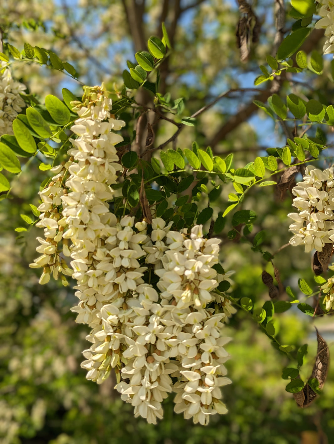 Fruit and Nut Trees For Sale | Humble Roots Tree Farm