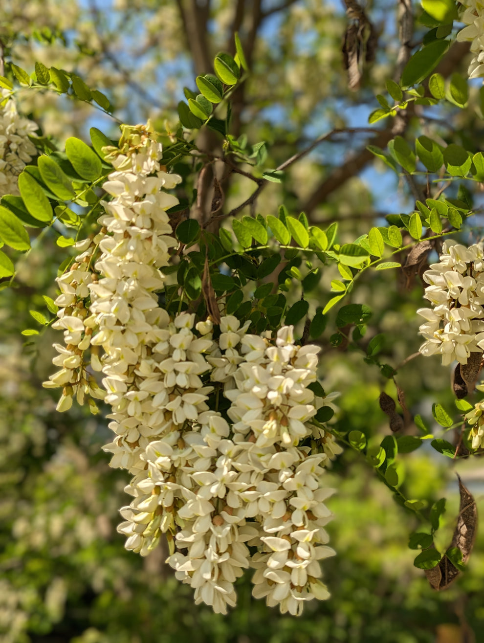 Black Locust Trees For Sale | Humble Roots Tree Farm