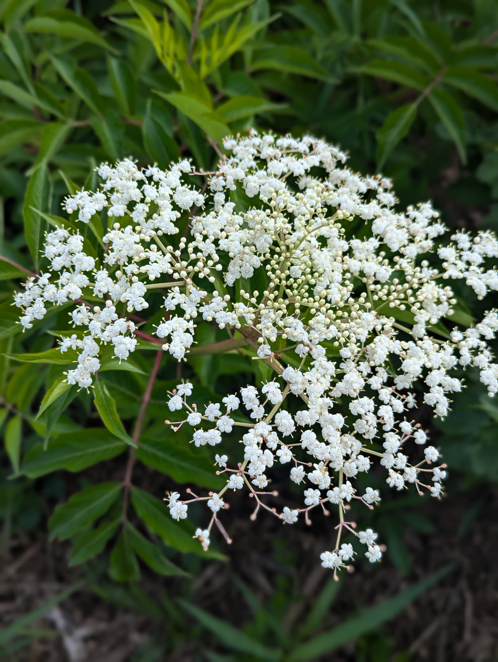 Elderberry Shrubs For Sale Online | Humble Roots Tree Farm
