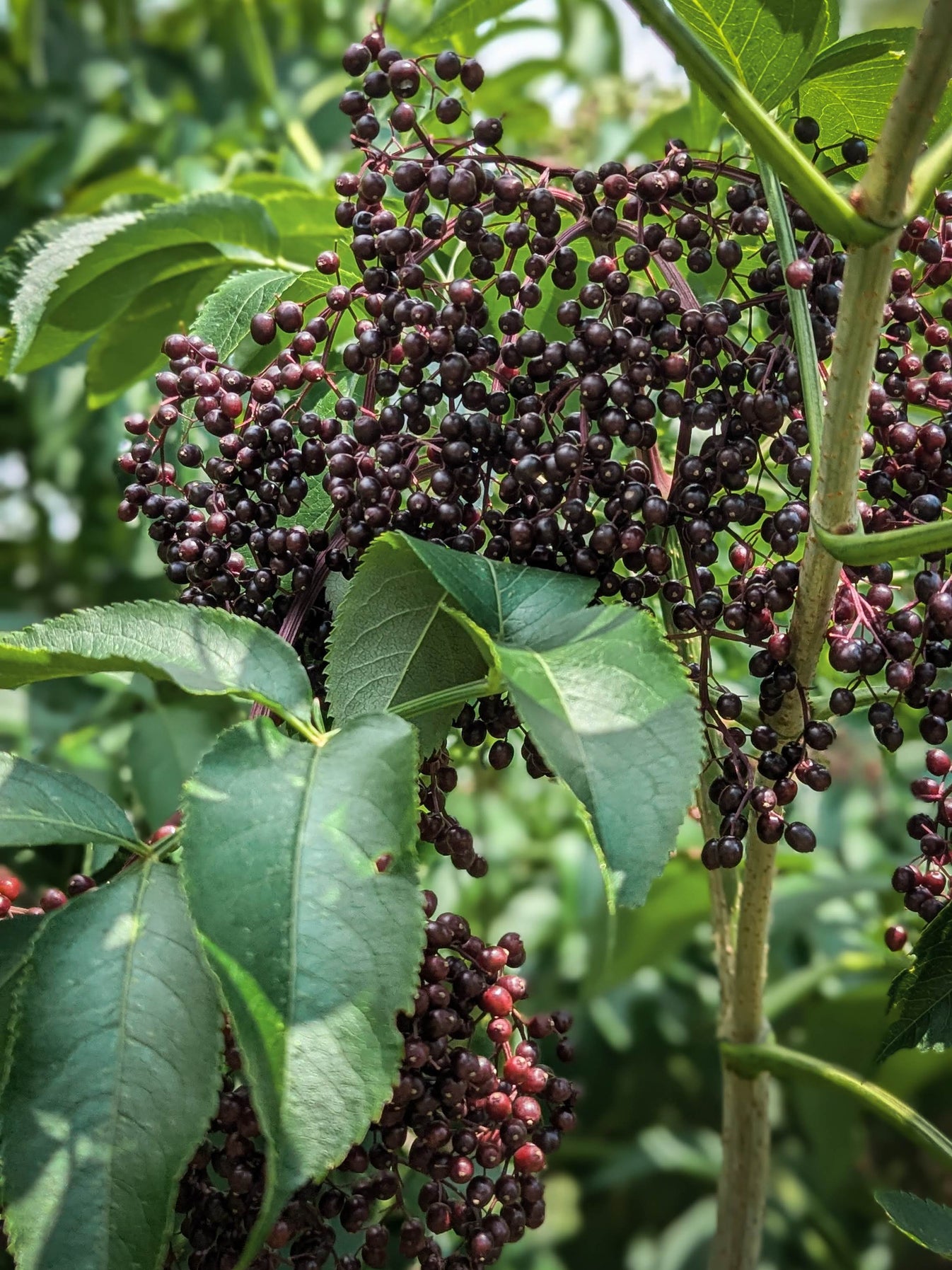 Elderberry Shrubs For Sale Online | Humble Roots Tree Farm