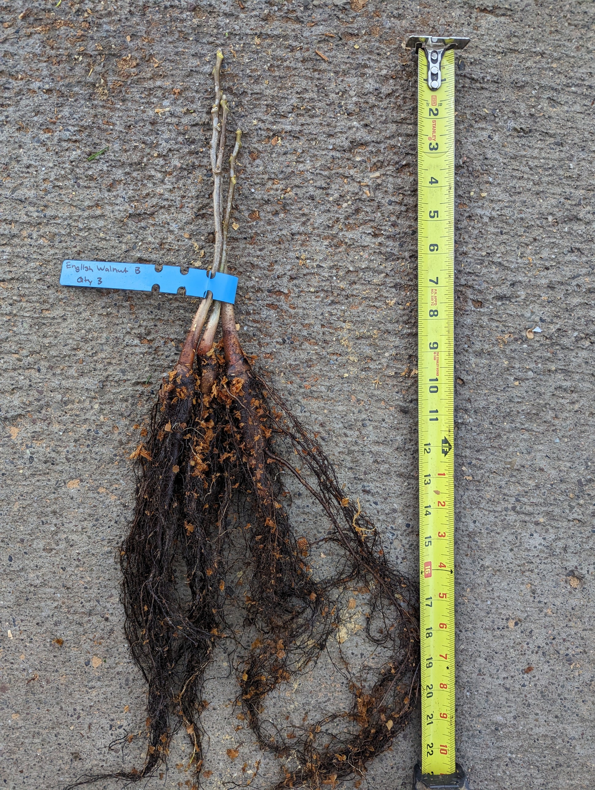 English Walnut Trees For Sale | Humble Roots Tree Farm