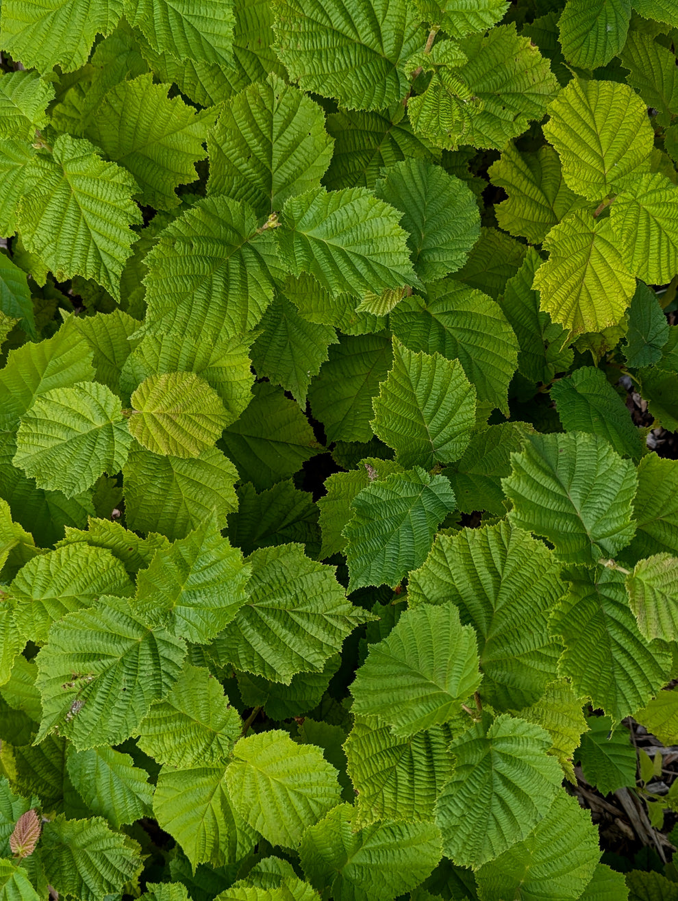 Hazelnut Seedlings For Sale Online | Humble Roots Tree Farm