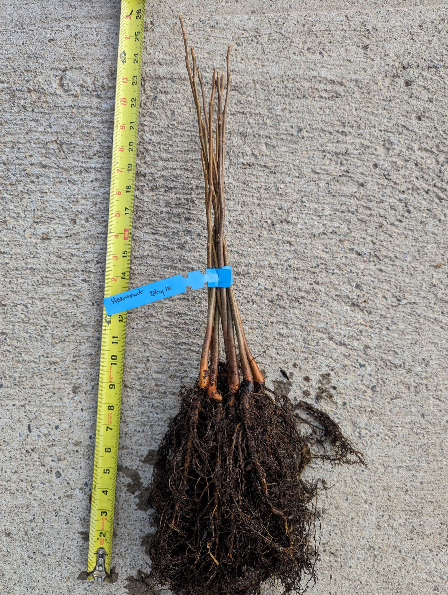 Heartnut Trees For Sale | Humble Roots Tree Farm