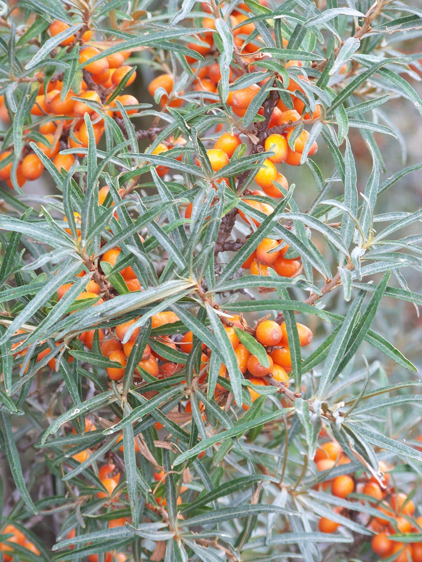 Seaberry | Humble Roots Tree Farm