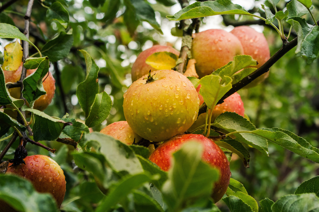 Apple Trees For Sale | Humble Roots Tree Farm
