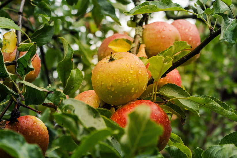 Apple Trees For Sale | Humble Roots Tree Farm